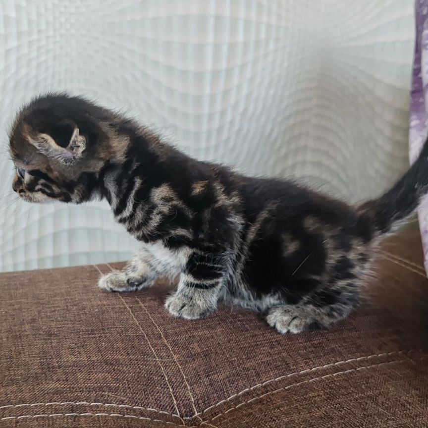 Шотландские вислоухие мраморные котята