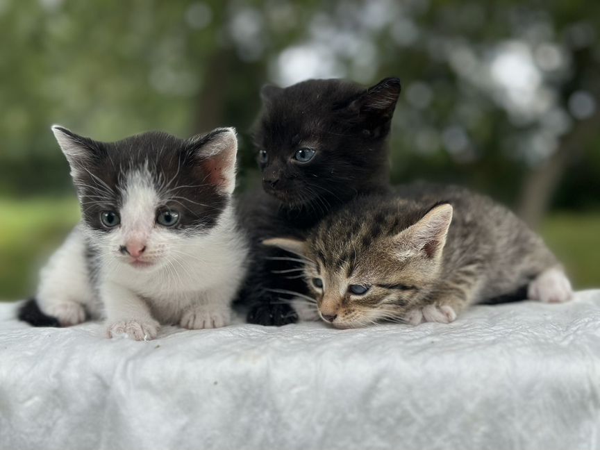 Котята в добрые руки бесплатно