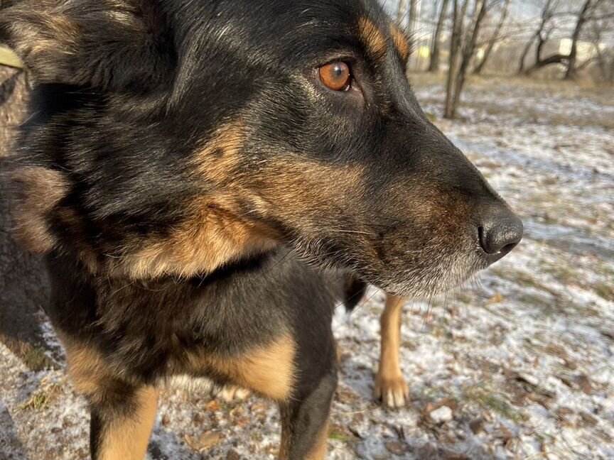 Добрая Китнисс ждет хозяина в приюте