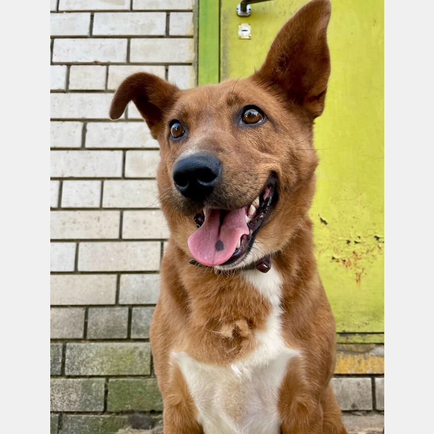 Собака в добрые руки