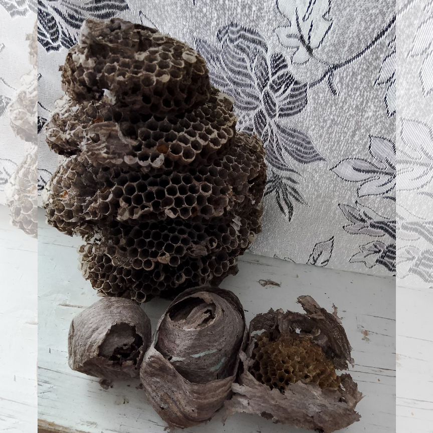 Улей осиное гнездо