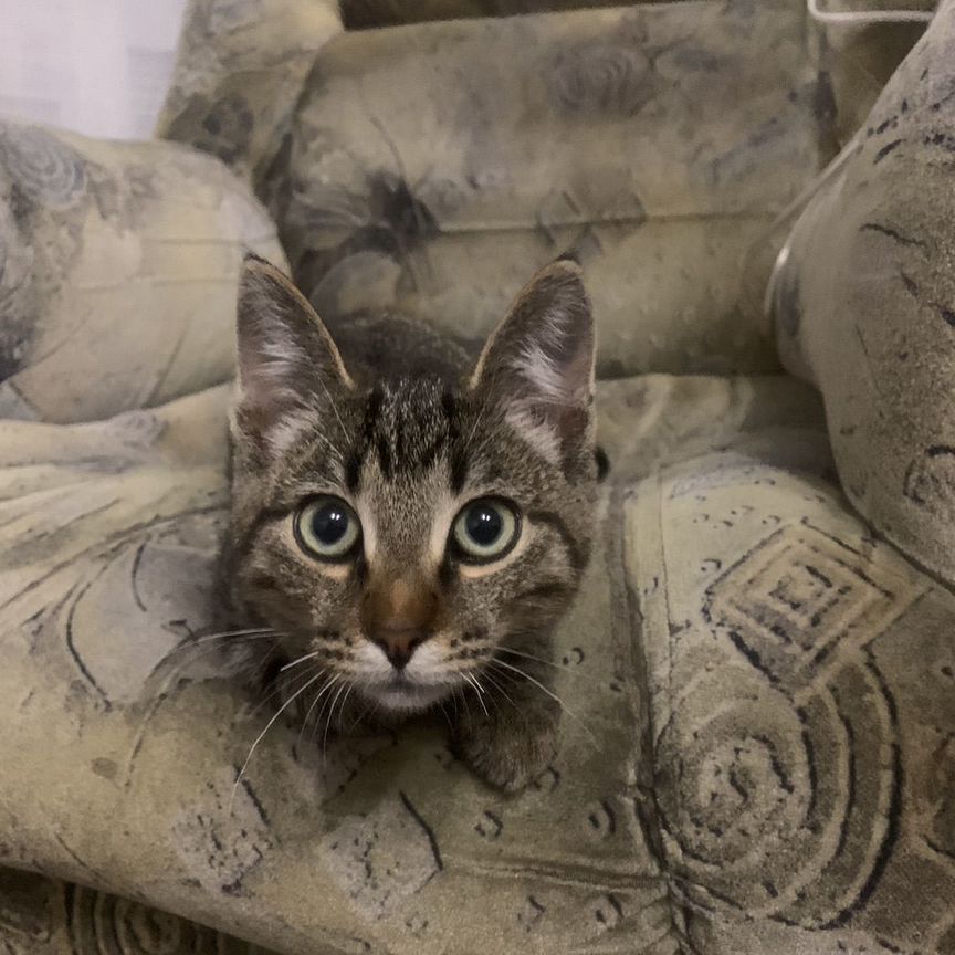 Отдам бесплатно котика