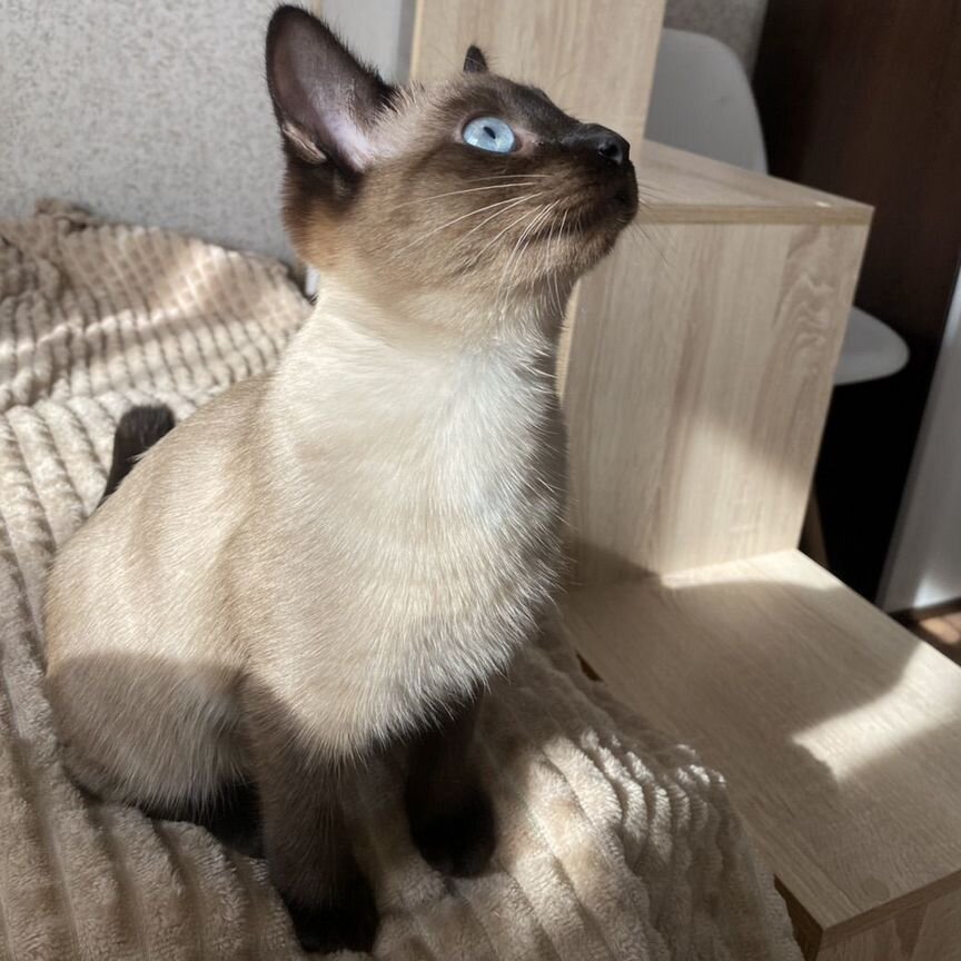 Домашние животные кошки