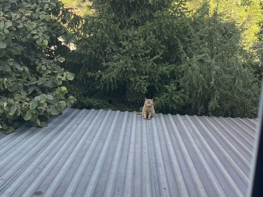 Рыжий котик