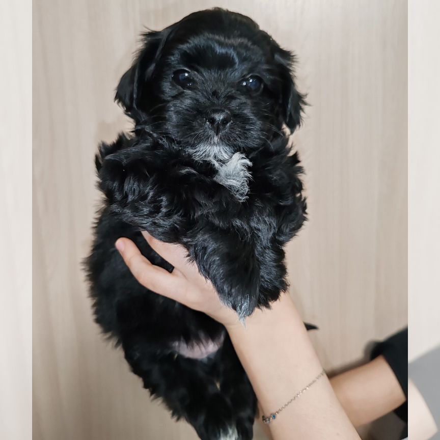 Мальтипу, щенок