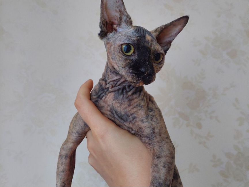 Кошка сфинкс