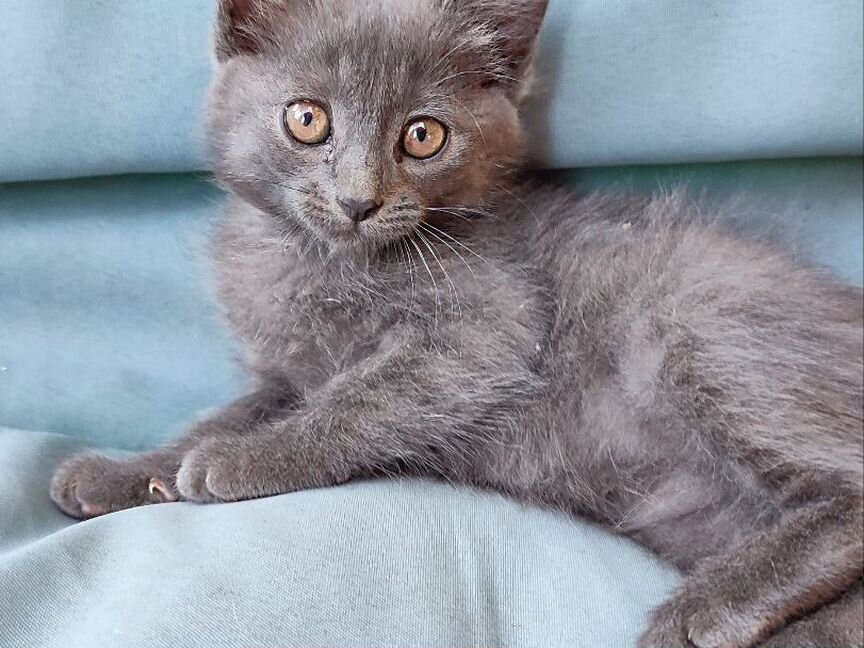 Котенок 2,5 месяца в дар