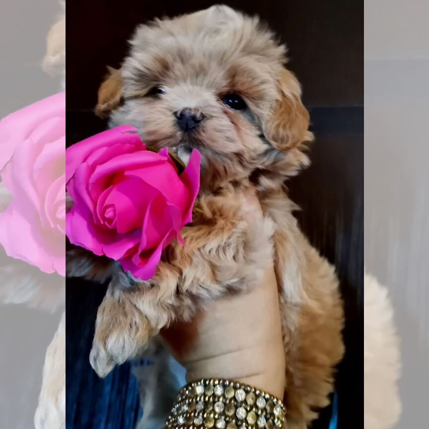 Мальтипу, щенок