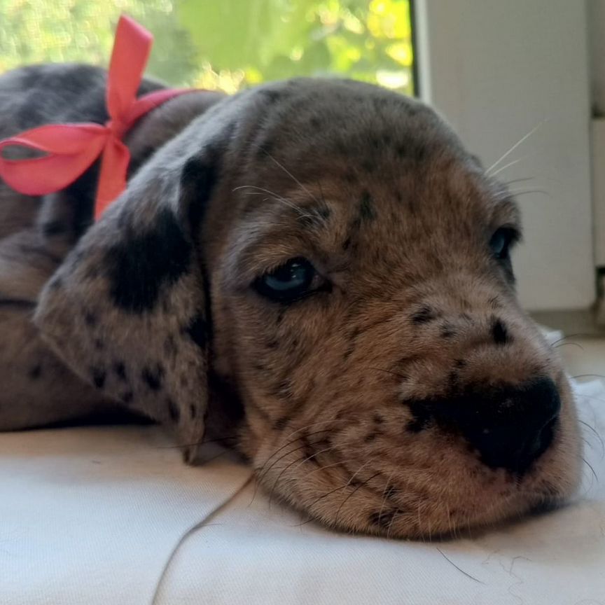 Щенки немецкого дога