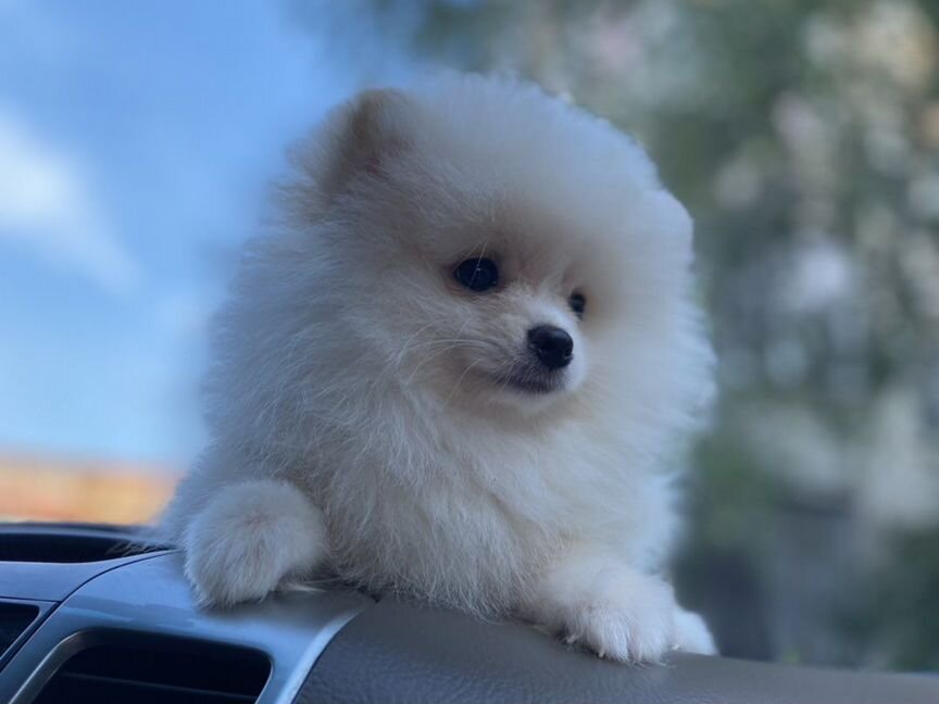 Померанский шпиц мишка