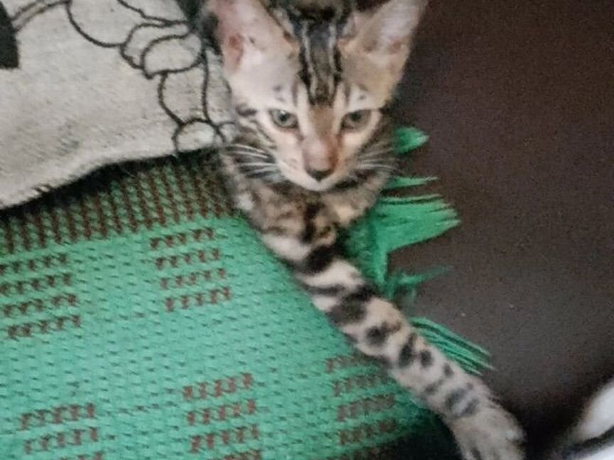 Бенгальская кошка