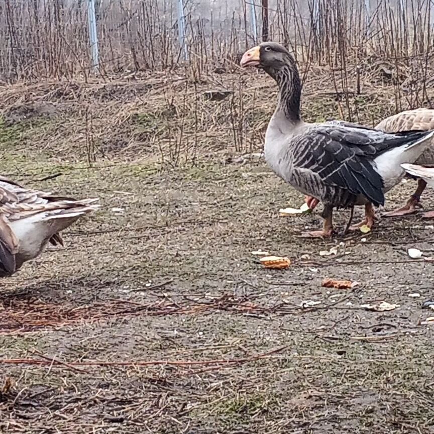 Гусыня(тульская горбоносая)