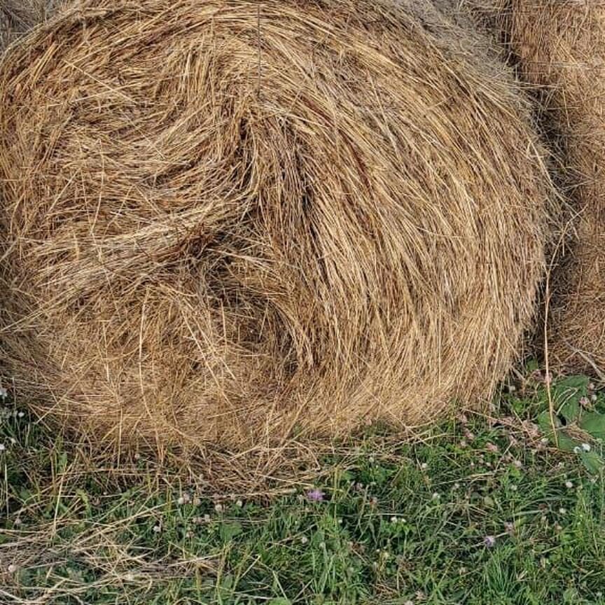 Сено в тюках