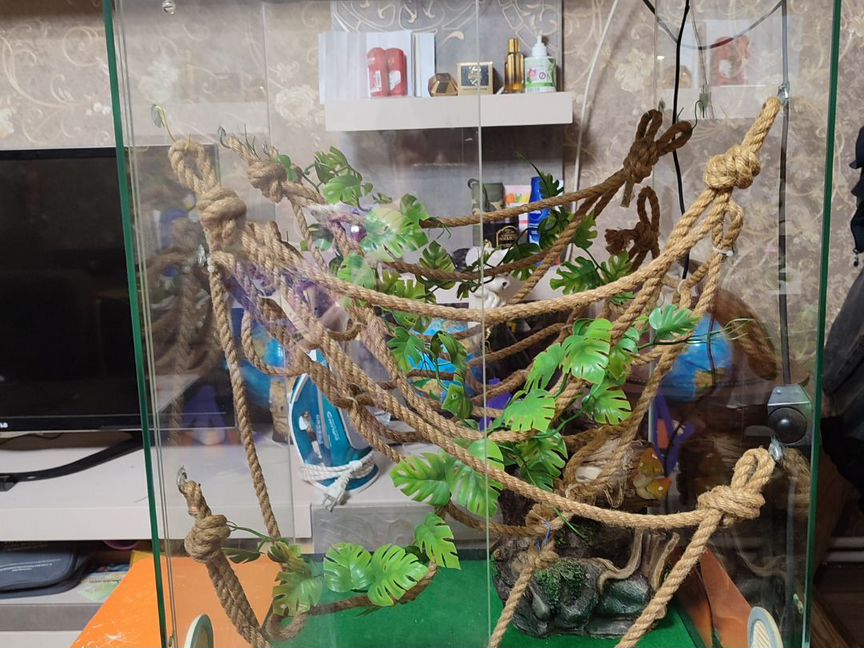 Террариум для хамелеона бу