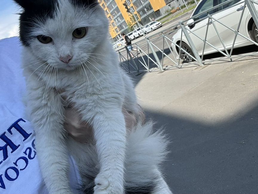 Найдет котик