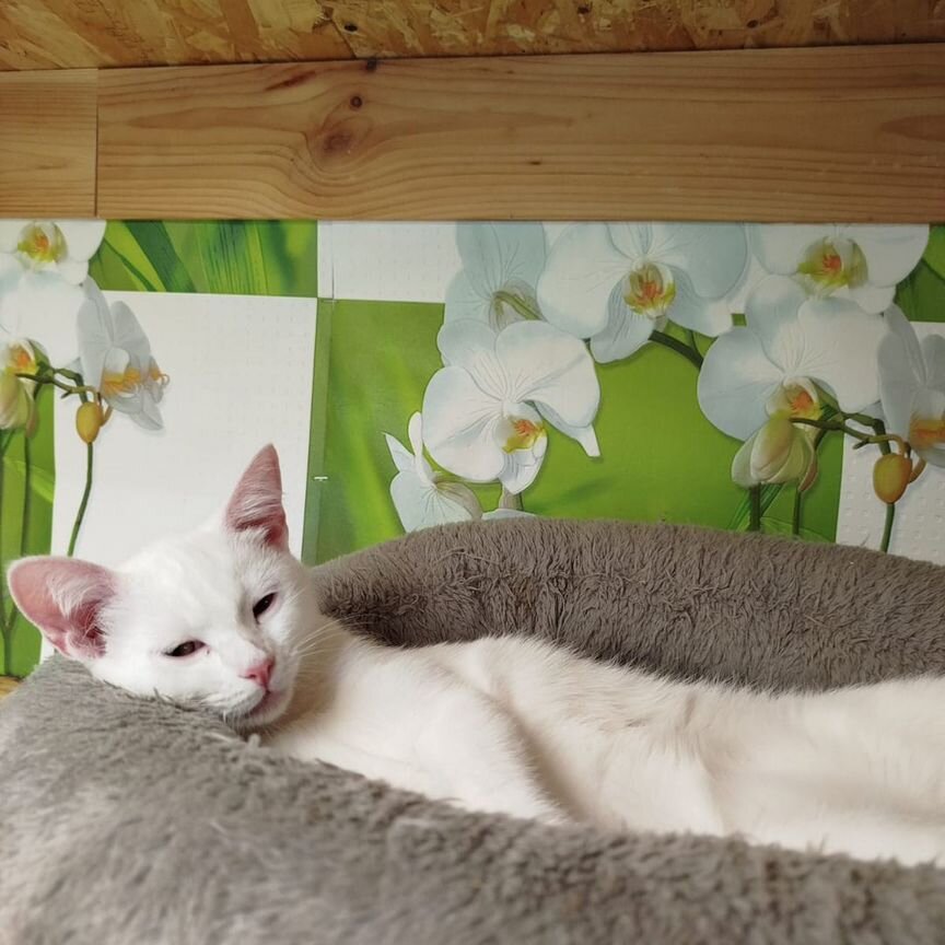 Белый котенок в хорошие руки