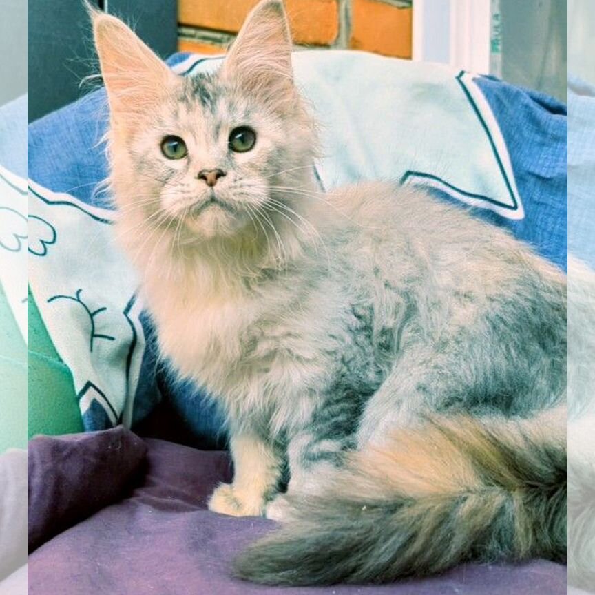 Мейн-кун котёнок