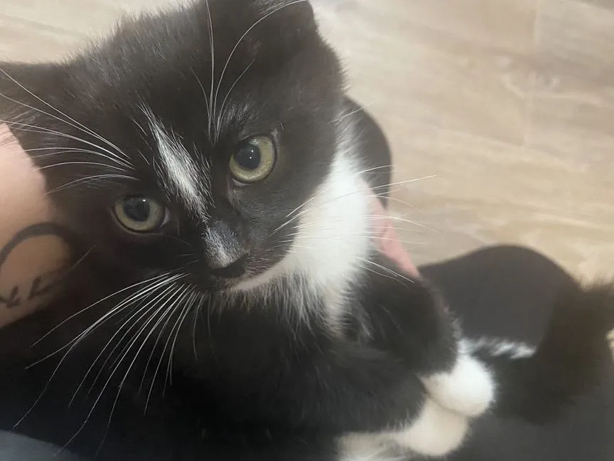 Котенок мальчик бесплатно