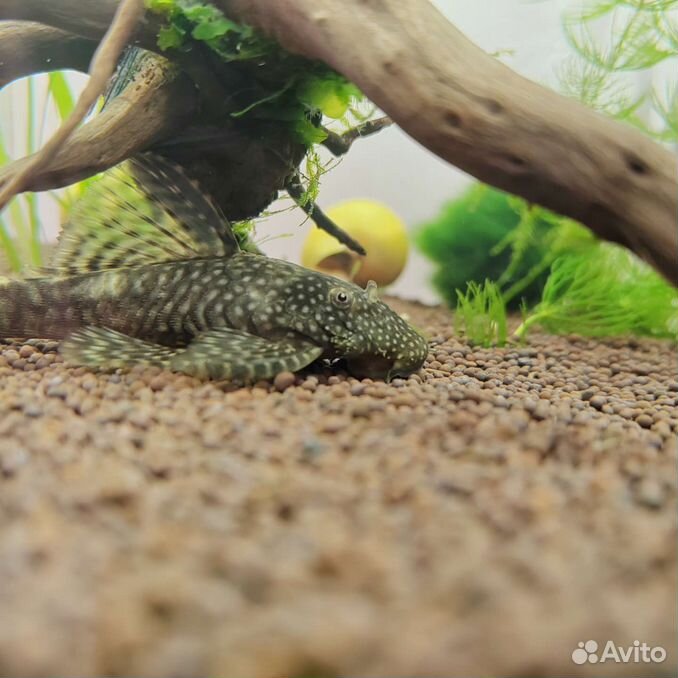 Анциструс сомы молодые пара самец и самка