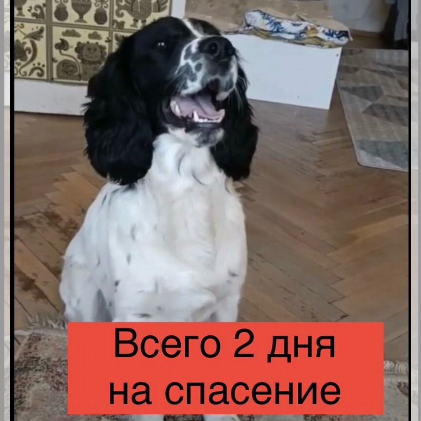 Русский охотничий спаниель, взрослый пёс
