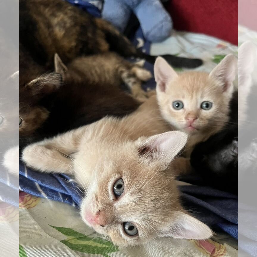 Котята в добрые руки