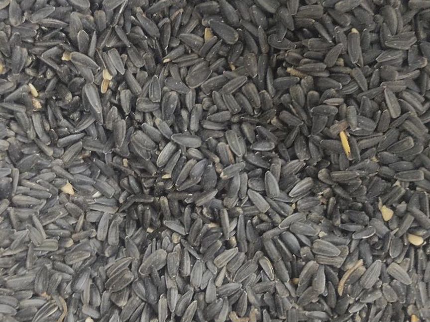 Семечки подсолнечника для птиц