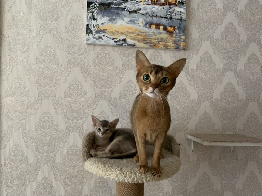 Абиссинская кошка