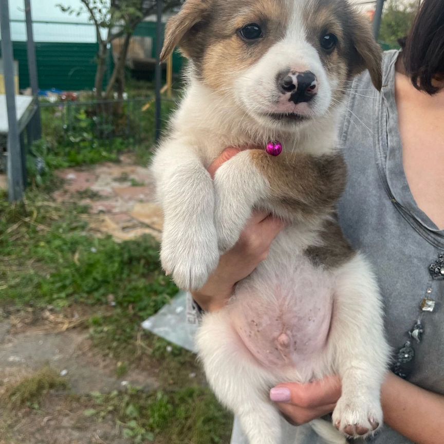 Щенки в добрые руки