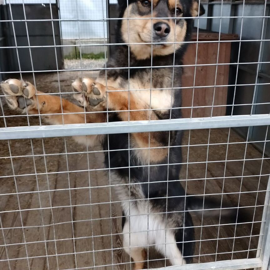 Немецкая овчарка, щенок