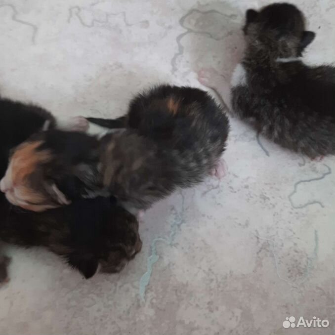 Милые пушистики ждут своих любящих хозяев