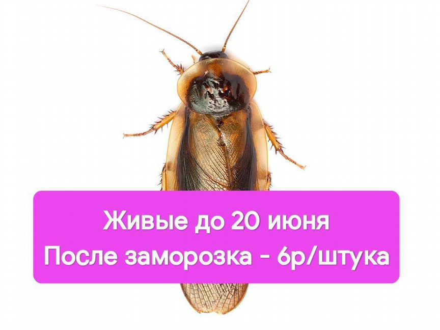 Кормовые тараканы живые