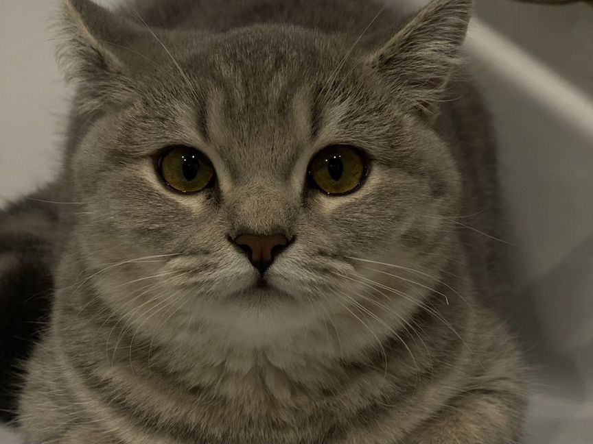 Шотландский прямоухий кот на случку