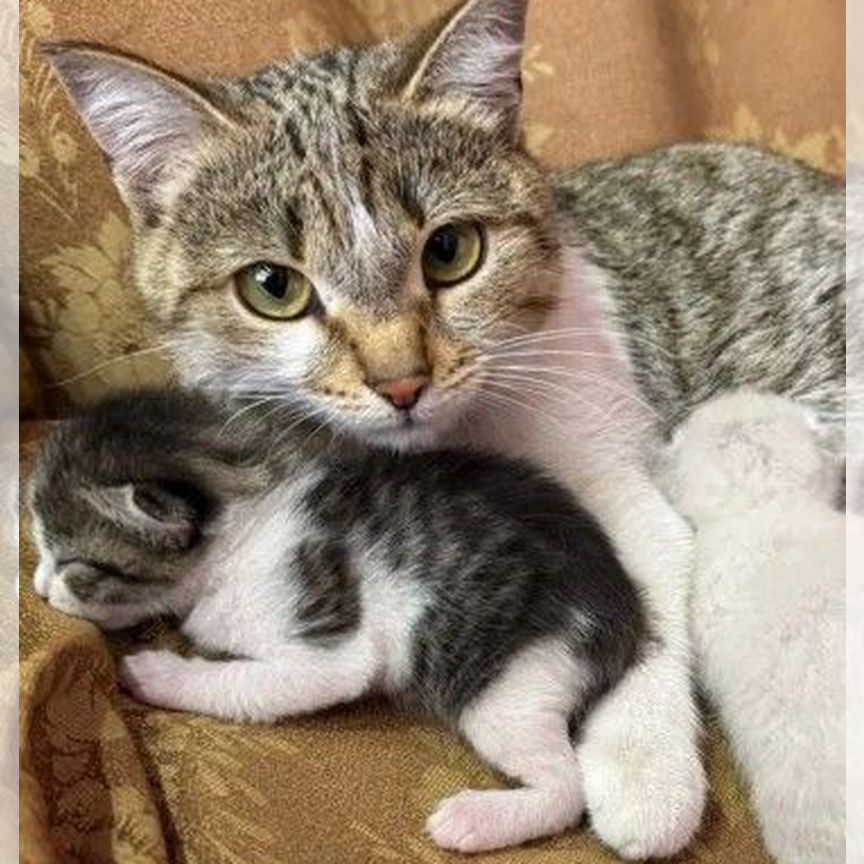 Абиссинская, взрослая кошка