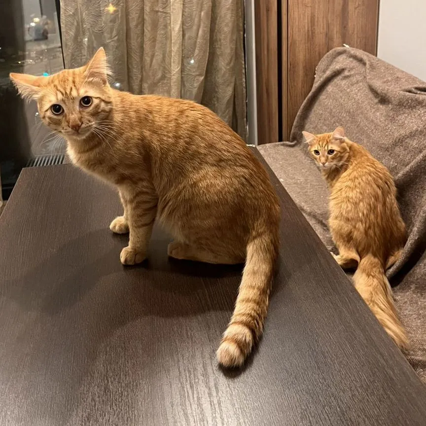 Котята рыжие