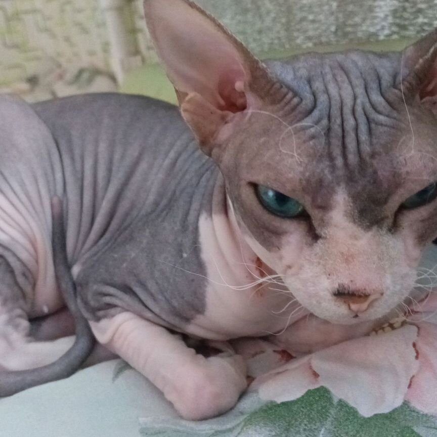 Канадский сфинкс