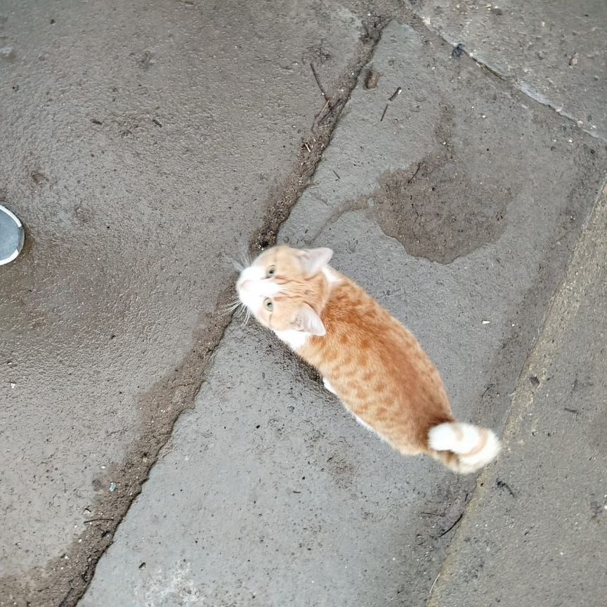 Котята в добрые руки бесплатно