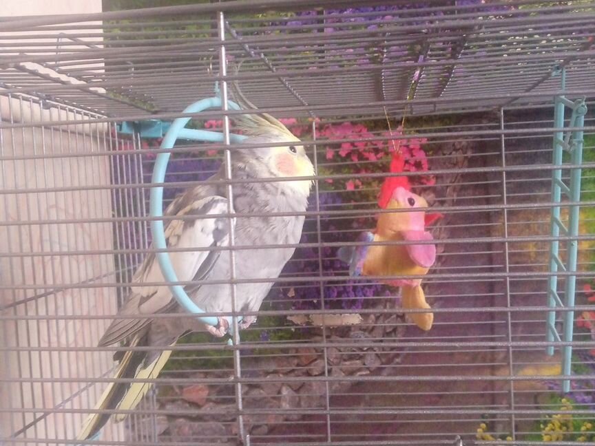 Попугай корелла мальчик