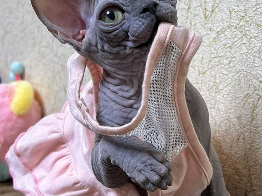 Канадский сфинкс котенок