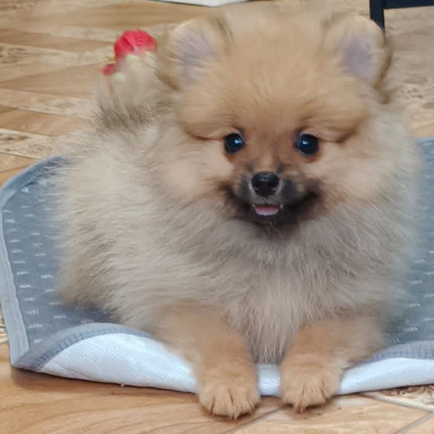 Померанский шпиц, щенок