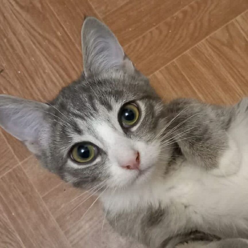 Котёнок от шотландки 6 мес