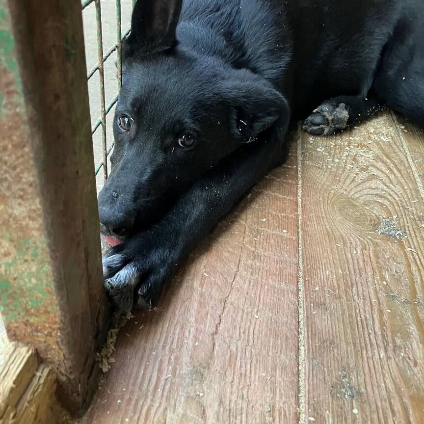 Молодой пёс за решеткой