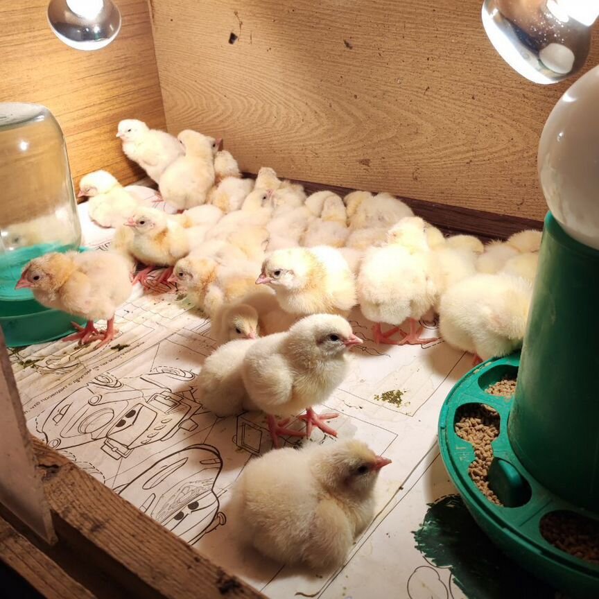 Цыплята бройлеры кобб 500