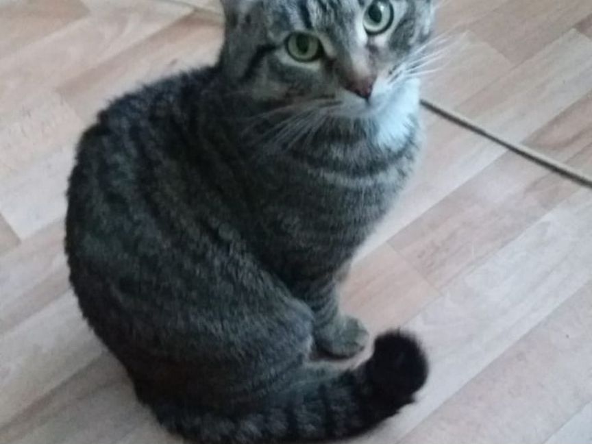 У кота умерла хозяйка нужен дом