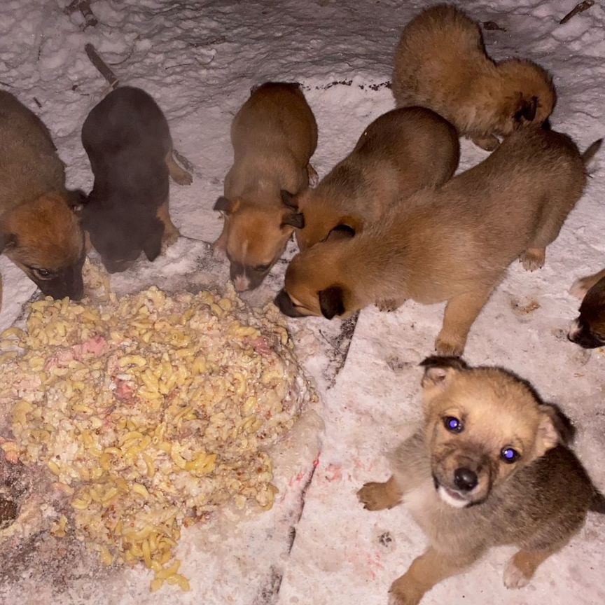 Щенок в добрые руки