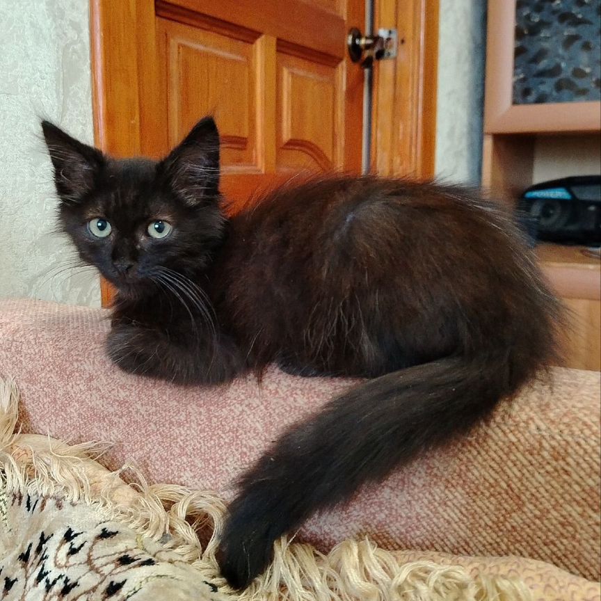 Котенок