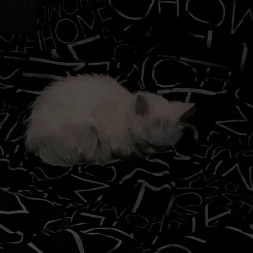 Кошка в дар бесплатно ангорка