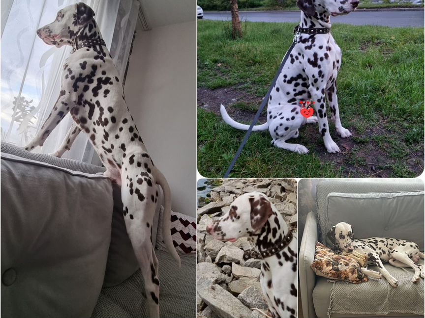 Случка собак