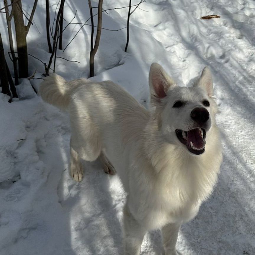 Белая швейцарская овчарка, щенок