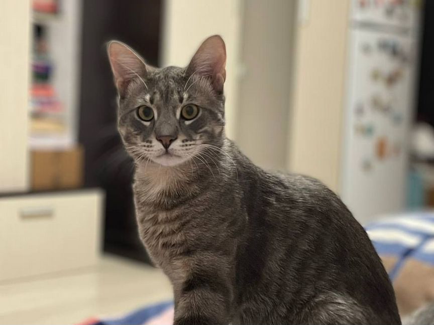 Котик в добрые руки