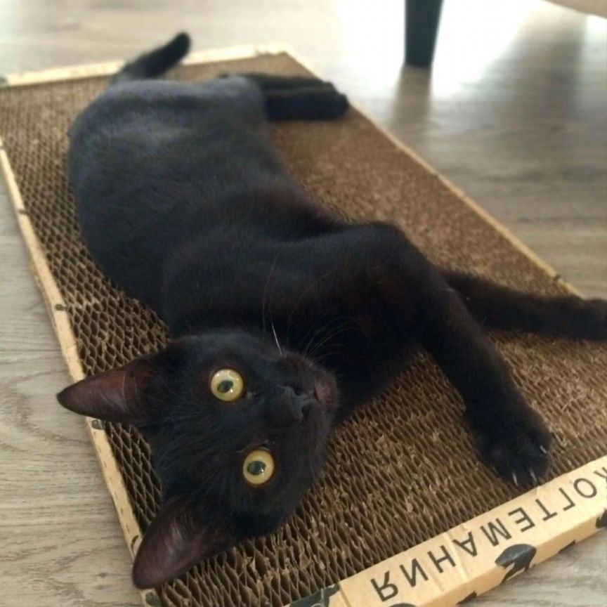 Стёпочка в дар